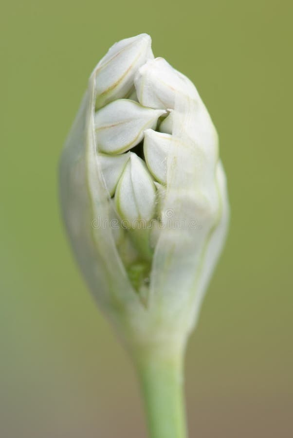 Garlic chives flower stock photo. Image of flower, chive - 68054590