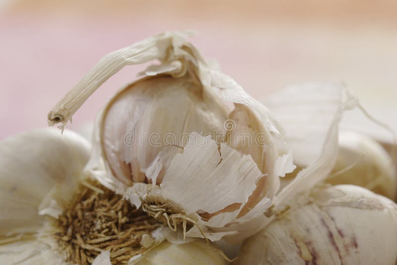 Garlic close-up stock photo. Image of pink, vegetable - 1965288