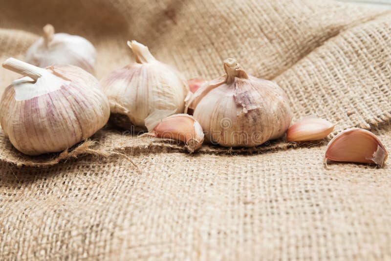 Garlic close up stock image. Image of vegetable, vintage - 36114401