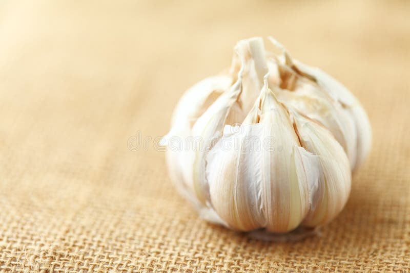 Garlic stock image. Image of italian, food, gourmet, life - 29985593