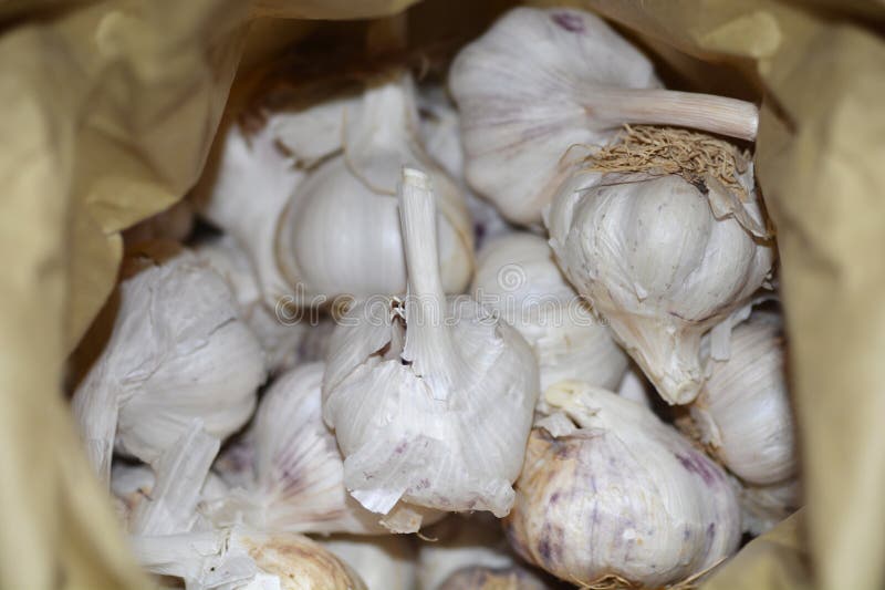 Garlic stock image. Image of onion, white, spicy, crop - 272270905