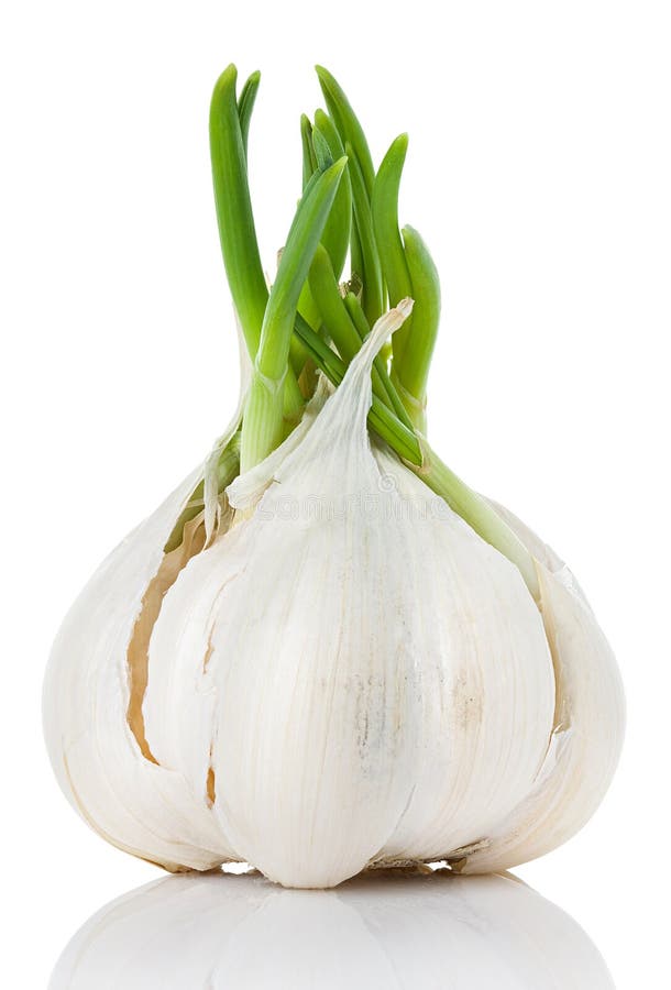 Garlic stock image. Image of acrid, organic, gourmet - 39118765