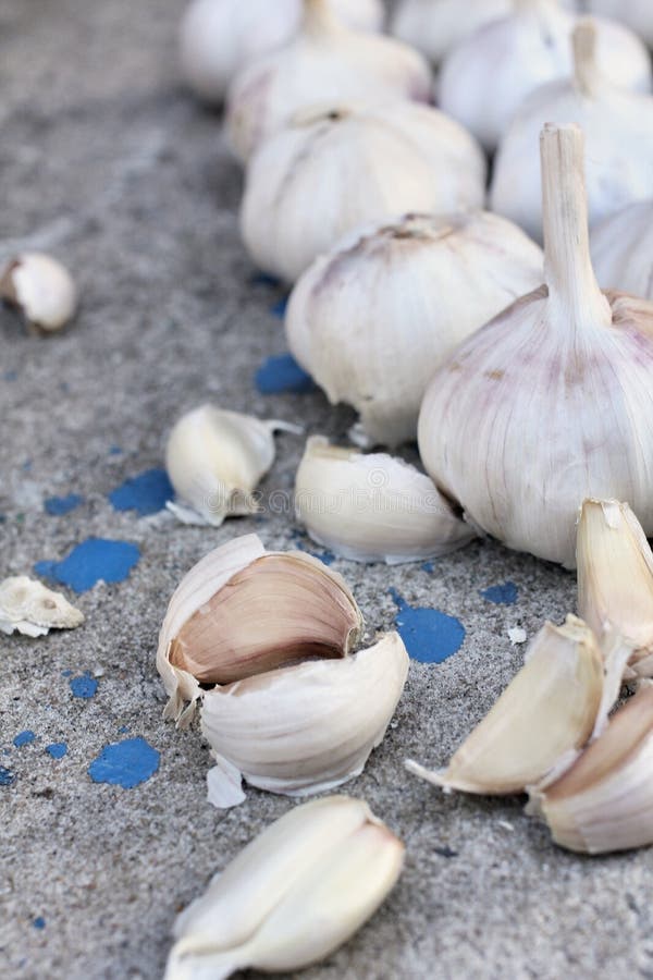 Garlic stock photo. Image of objects, plant, board, freshness - 42106860