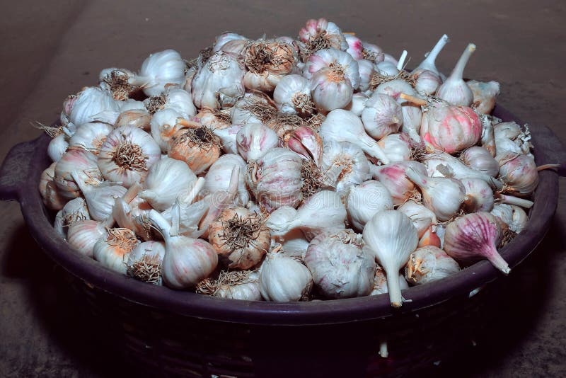 Garlic Buds in Large Plate. Stock Photo - Image of agriculture, garlic ...