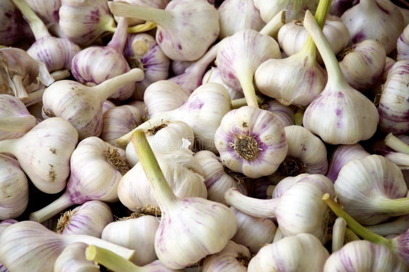 Garlic Cloves stock photo. Image of natural, nature, market - 21026902