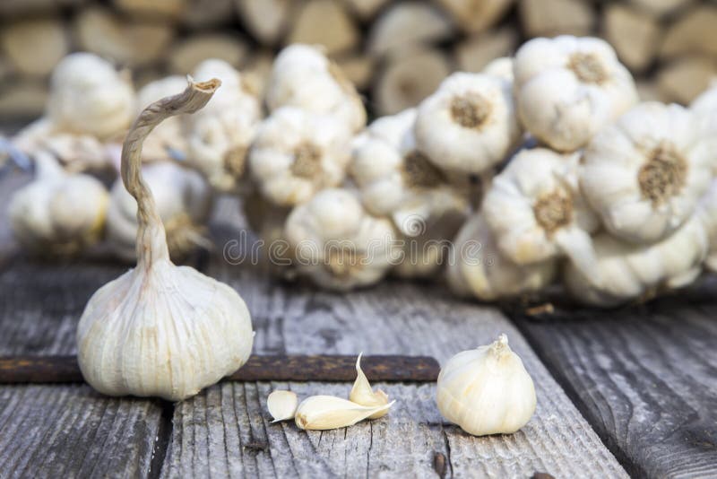 Garlic pods stock photo. Image of organic, nutrition - 17608964