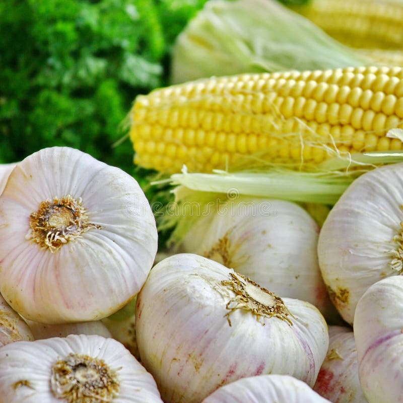 Garlic and Corn stock photo. Image of horizontal, squash - 24009874