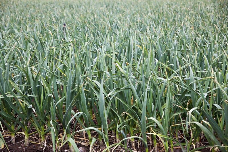 Garlic crop stock photo. Image of agriculture, grass - 38522168