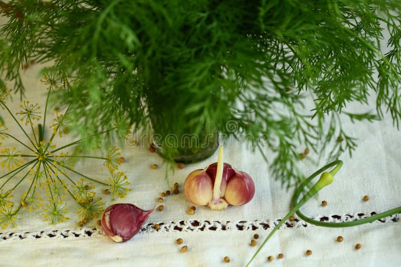 Garlic and dill stock photo. Image of plate, basil, horizontal - 57499716