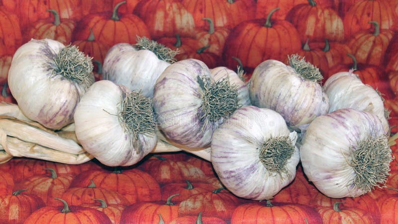 Garlic on Display at the Fair Stock Image - Image of cloves, display ...