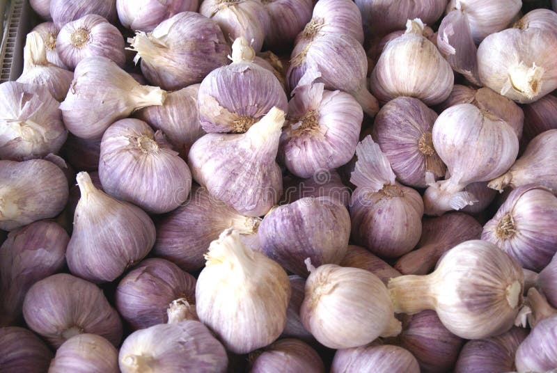 Garlic stock image. Image of product, health, garlic - 59672029