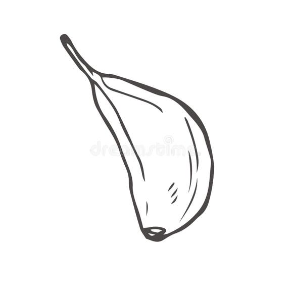 Garlic Doodle Sketch Set in Vector. Garlic Clove Stock Illustration ...
