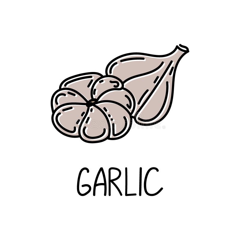 Garlic, Drawn Element in Doodle Style. Logo and Emblem Packaging Design ...
