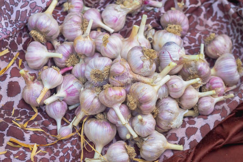 Garlic Dries after Pruning and Harvesting Under the Warm Rays of the ...