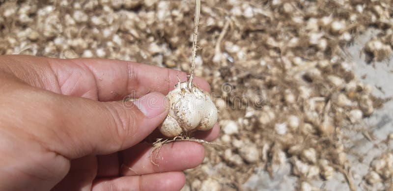 Garlic drying process stock image. Image of plant, food - 295391787