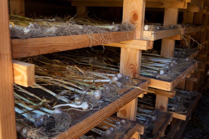 Garlic in drying room stock image. Image of healthy, organic - 32712111