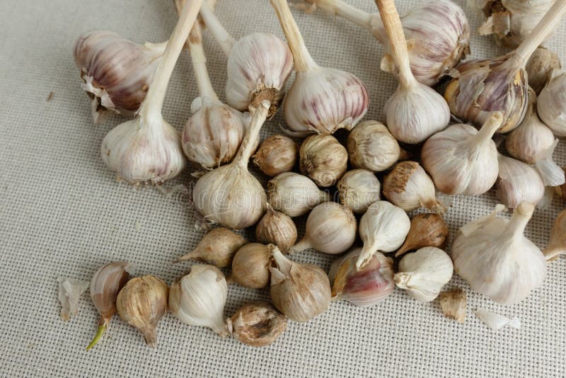 Garlic on a Fabric Background Stock Image - Image of organic, natural ...