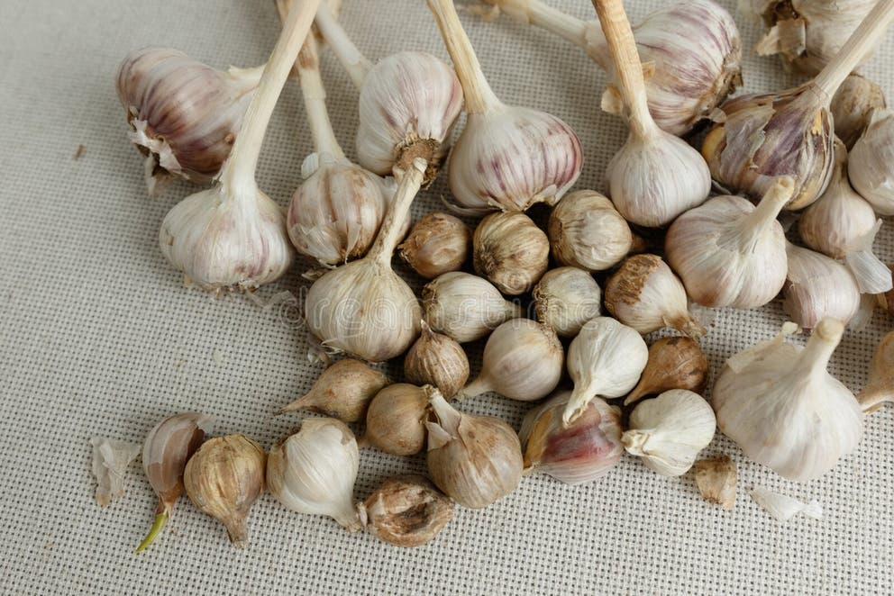 Garlic on a Fabric Background Stock Image - Image of organic, natural ...