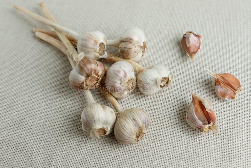 Garlic on a Fabric Background Stock Image - Image of spicy, spice ...