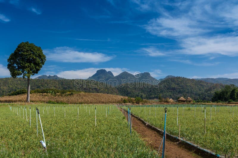 Garlic farm stock photo. Image of husbandry, farm, bulb - 54727794