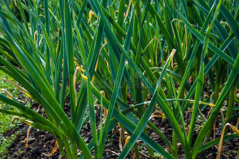 Garlic field stock photo. Image of green, growth, eyeball - 73436554