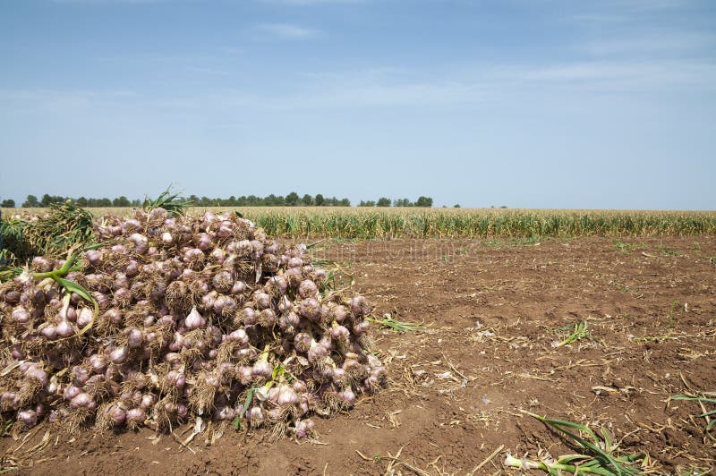 Garlic field stock image. Image of field, food, bulb - 80289631
