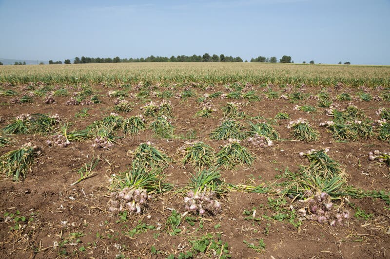 Garlic field stock image. Image of food, harvest, glomus - 80289961