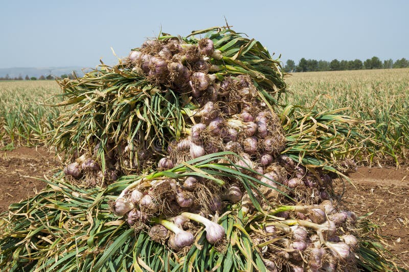 Garlic field stock photo. Image of land, garlic, collection - 80287146
