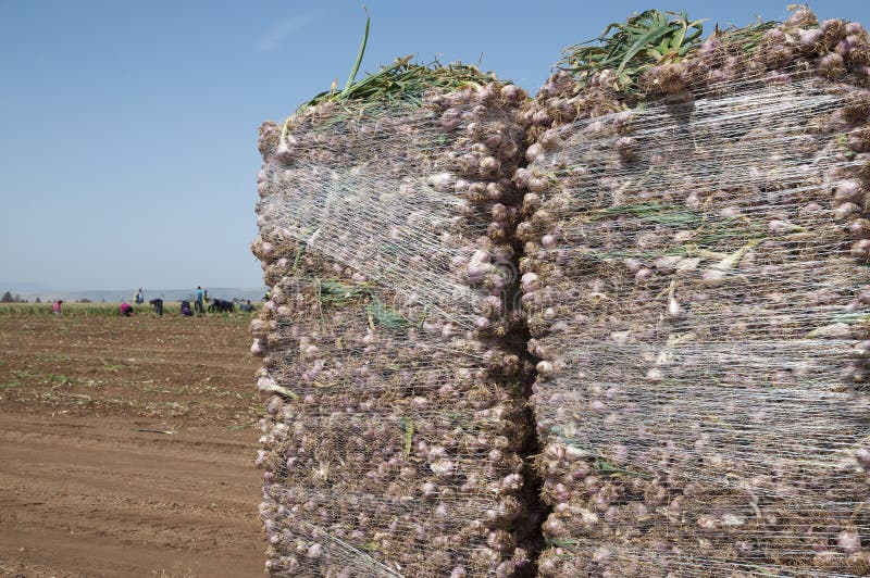 Garlic field stock photo. Image of farmland, garlic, glomus - 80287174
