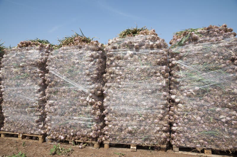 Garlic field stock photo. Image of farmland, accumulation - 80290480