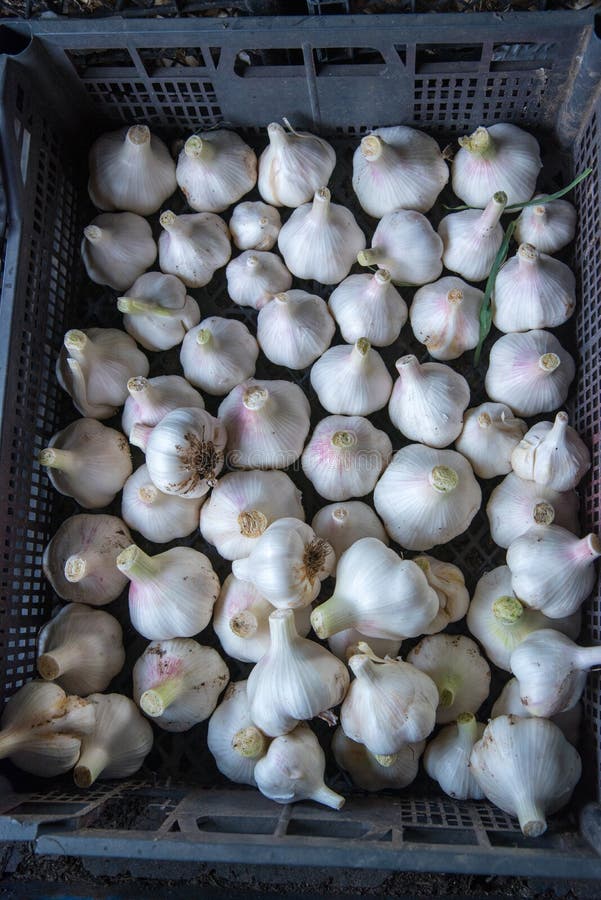 Garlic in a Flat Box Close Up, Copy Space Stock Image - Image of nature ...