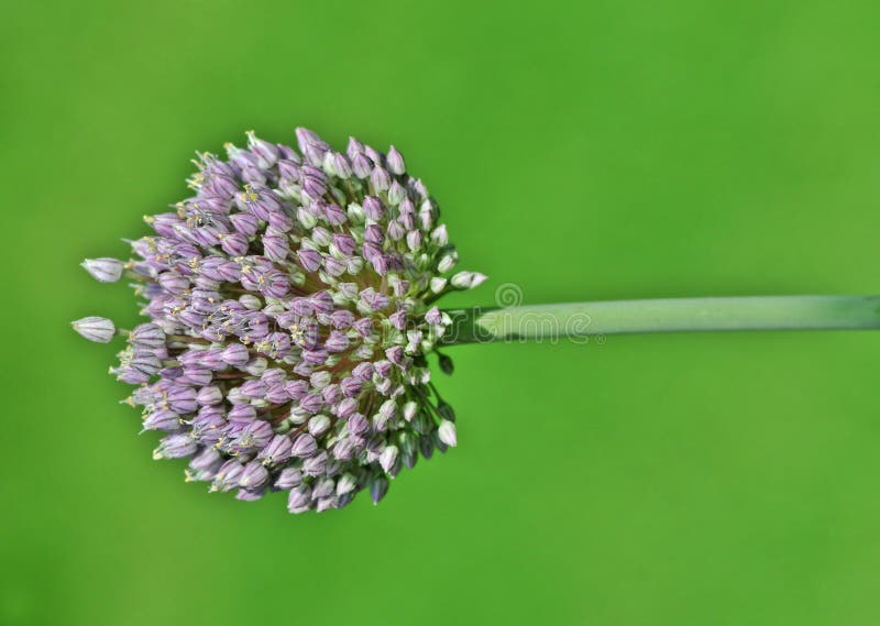 Garlic Flower stock photo. Image of agricultural, bloom - 20931540