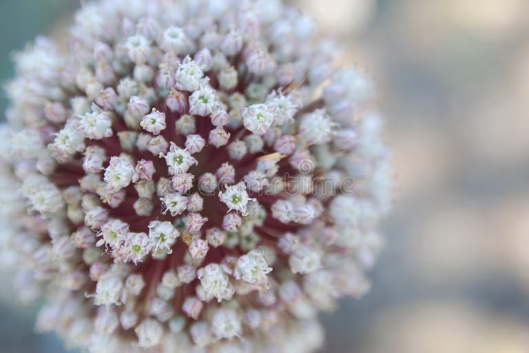 Garlic Flower stock image. Image of natural, relax, nature - 20138977