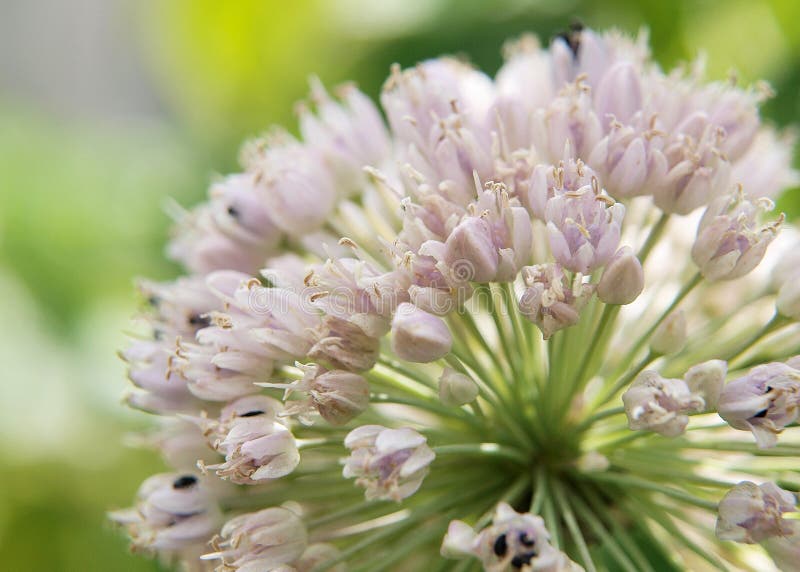 Garlic Flower stock photo. Image of agricultural, bloom - 20931540