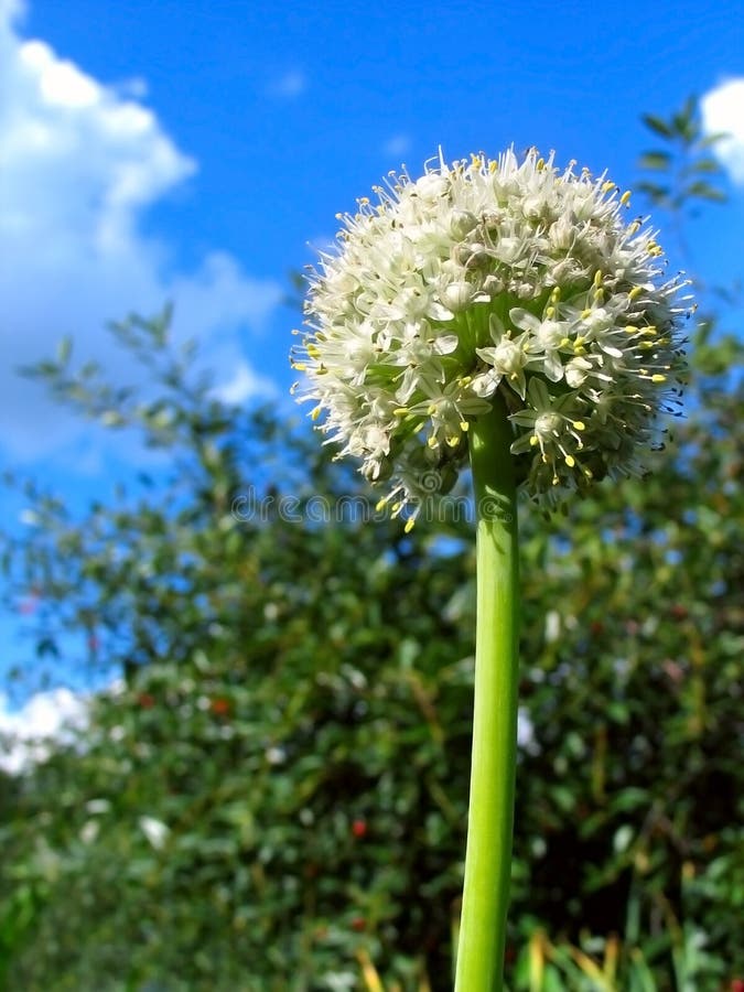 Garlic flower stock photo. Image of ball, alone, botanic - 8218410