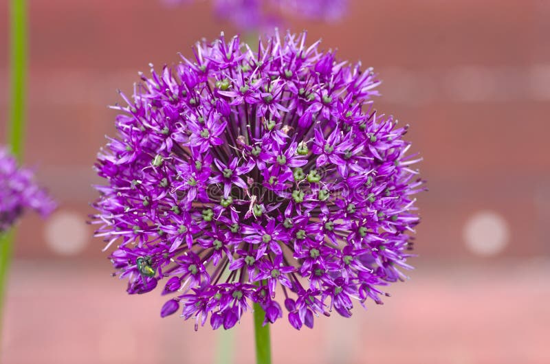 Garlic Flower stock photo. Image of agricultural, bloom - 20931540