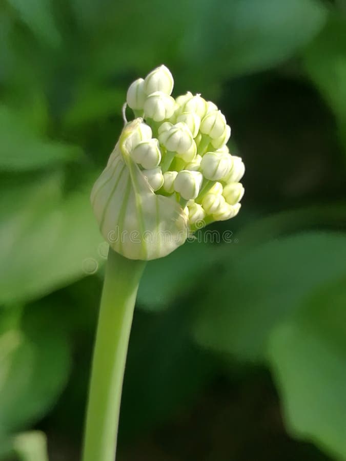 Garlic Flower stock photo. Image of agricultural, bloom - 20931540