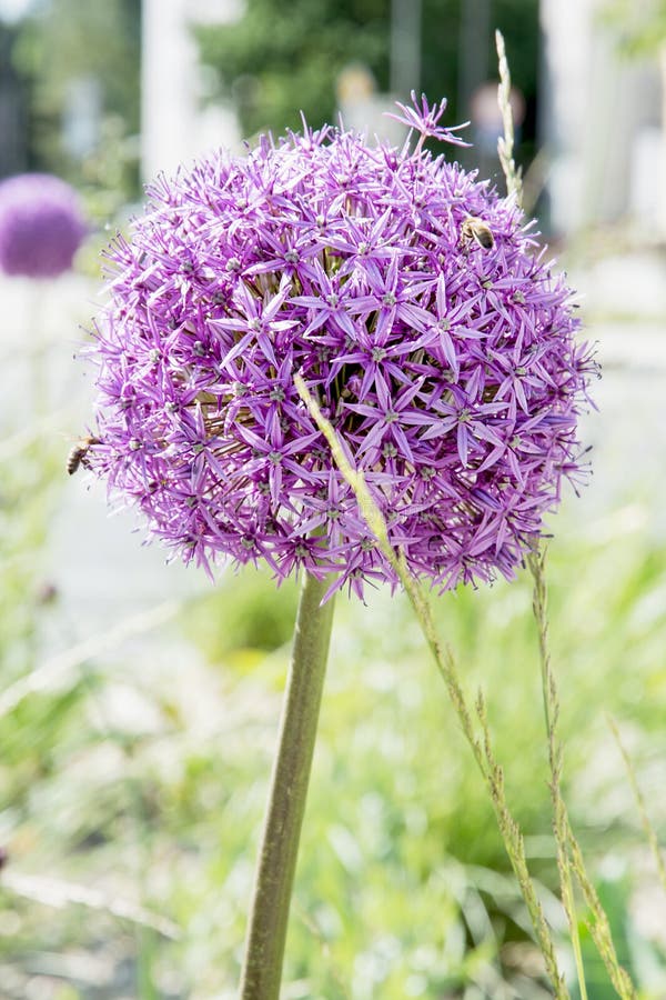 Garlic flower stock image. Image of gardening, background - 41054873