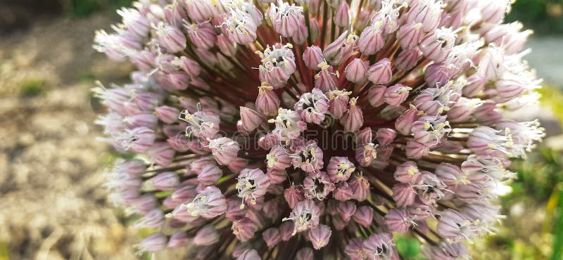 Garlic Flower India Pink Himachal Stock Image - Image of garlic ...
