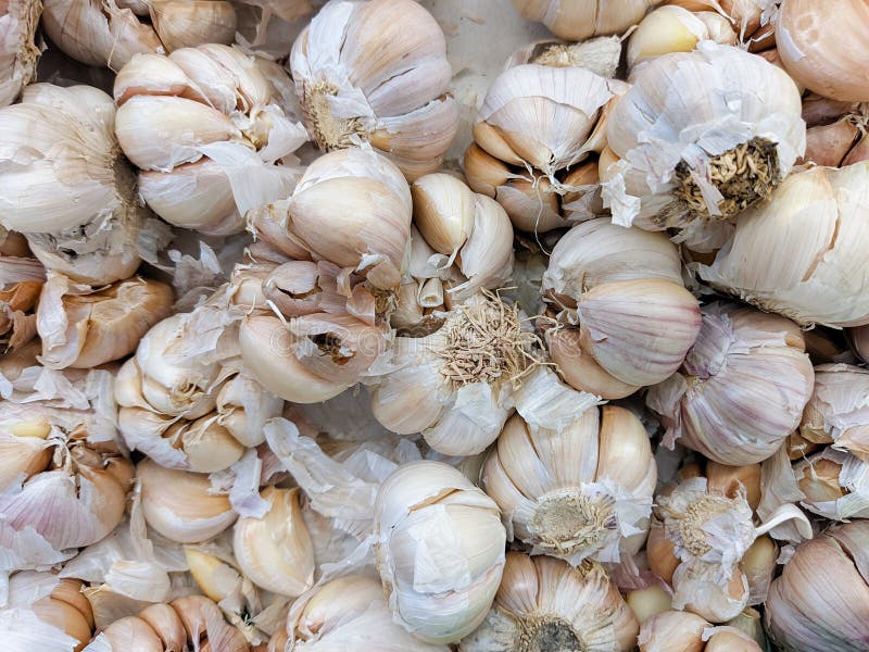 Garlic is so Fresh and Fresh in the Traditional Market Stock Photo ...