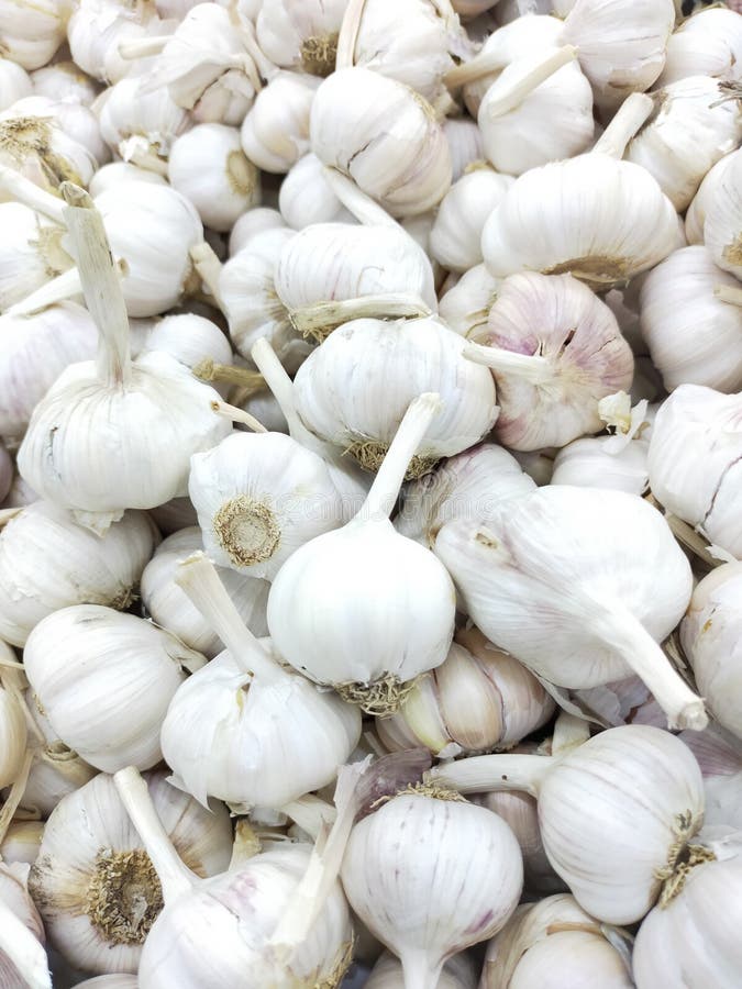 Garlic fresh white garlich stock image. Image of garlich - 209275971