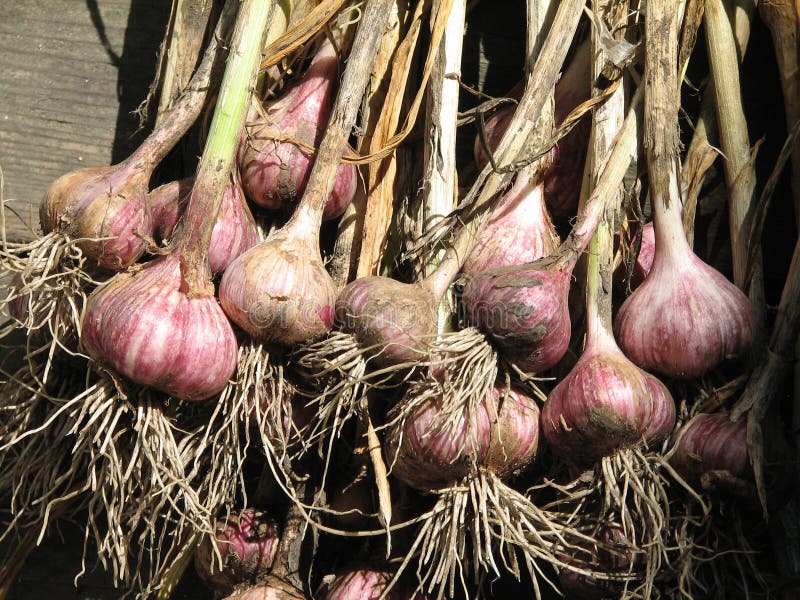 Garlic stock photo. Image of organic, domestic, food - 98631200