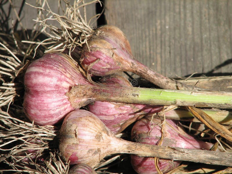 Garlic stock photo. Image of food, domestic, vegetables - 98631294