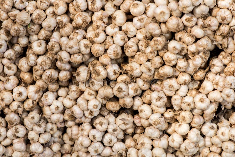 Set of Garlic Fruits with Green Parsley Leaves Stock Image - Image of ...