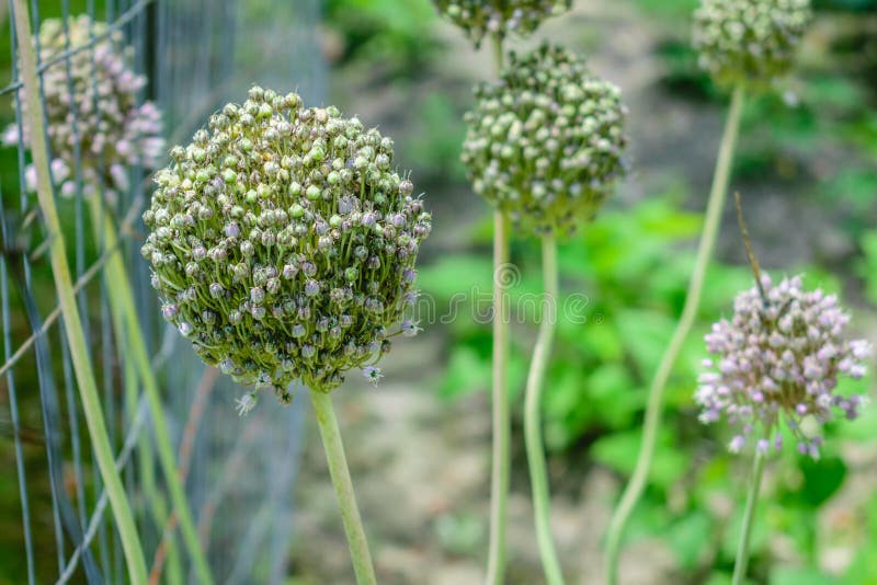 Garlic Blossoms among a Green Fields Stock Image - Image of expand ...