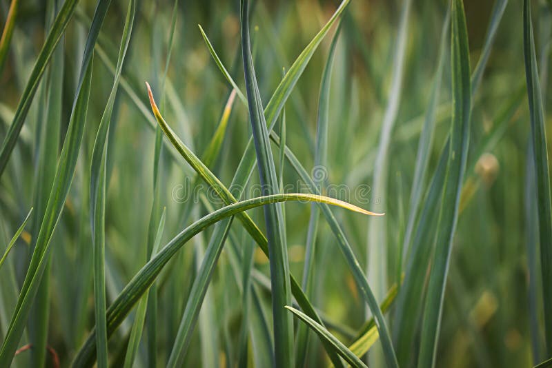 Garlic in the garden stock image. Image of natural, farming - 54590303