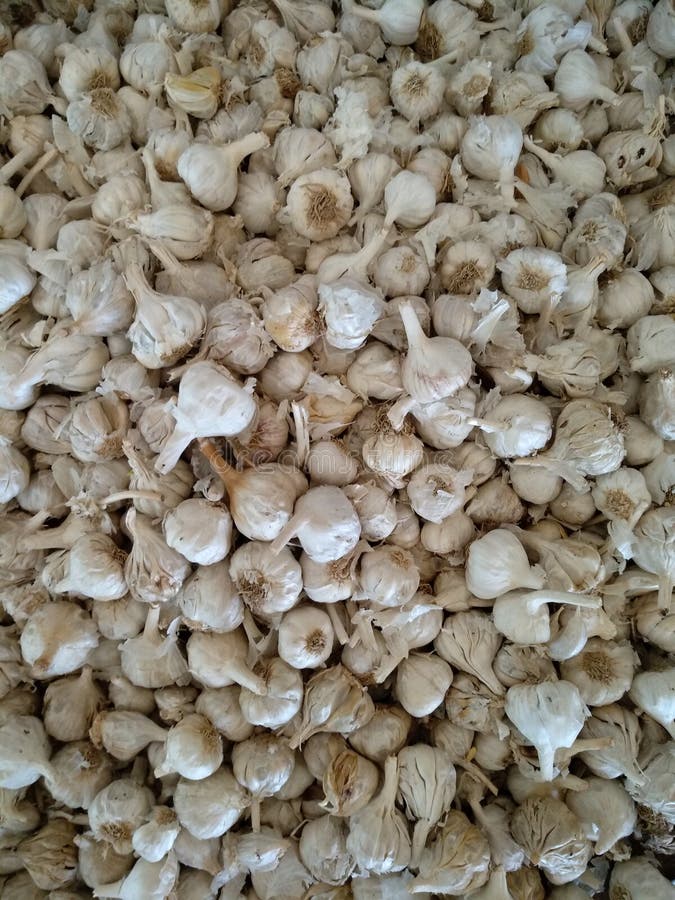 Garlic stock photo. Image of cusine, indian, white, ingredient - 107481988