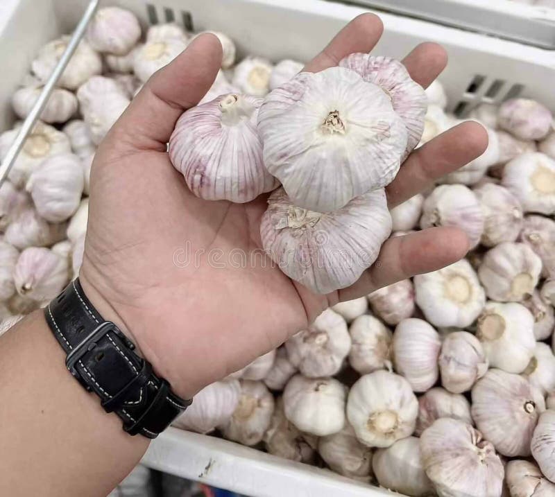 Garlic, Garlic Tones, Condiments, Side Dishes Stock Photo - Image of ...