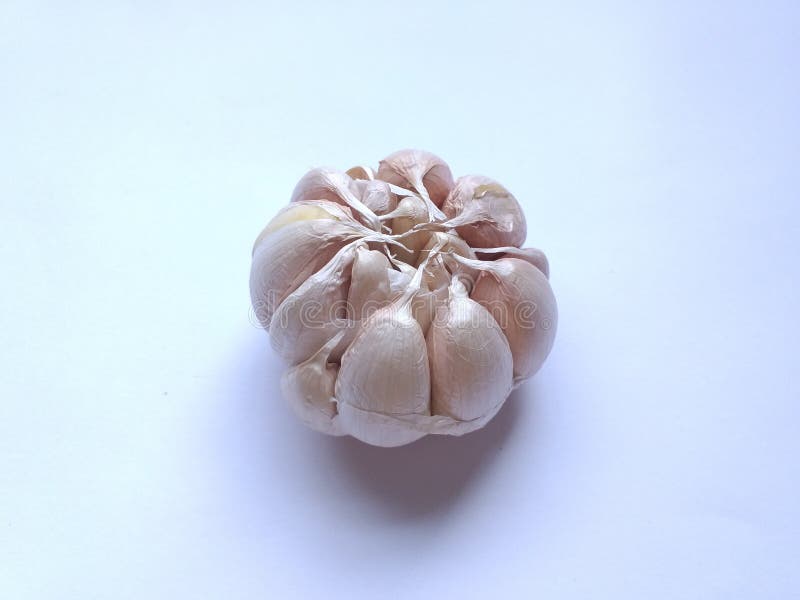 Garlic globe stock photo. Image of invertebrate, pink - 230291526