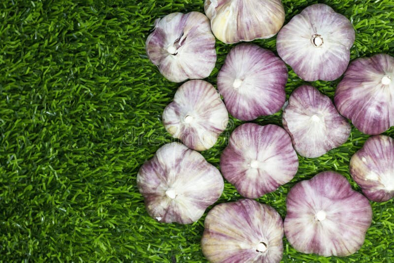 Garlic on the Grass in the Garden, a Healthy Vegetable Stock Photo ...